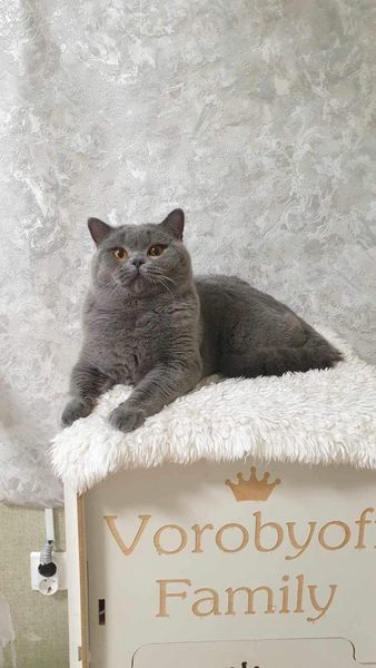 British Shorthair – HIMYP Cats and Supplies