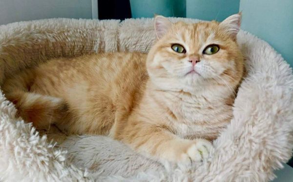 British Shorthair – HIMYP Cats and Supplies