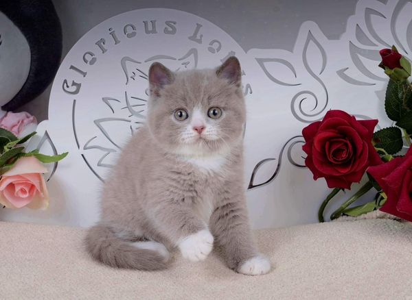 British Shorthair – HIMYP Cats and Supplies