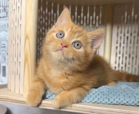 British Shorthair – HIMYP Cats and Supplies