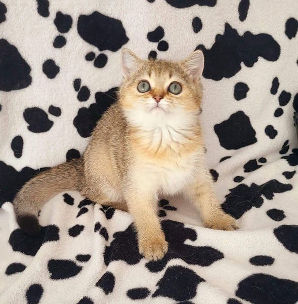 British Shorthair – HIMYP Cats and Supplies