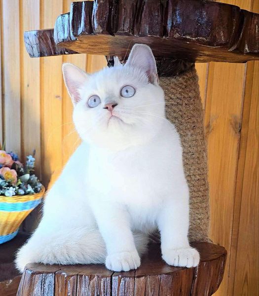 British Shorthair – HIMYP Cats and Supplies