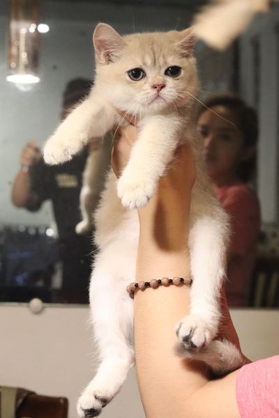 British Shorthair – HIMYP Cats and Supplies