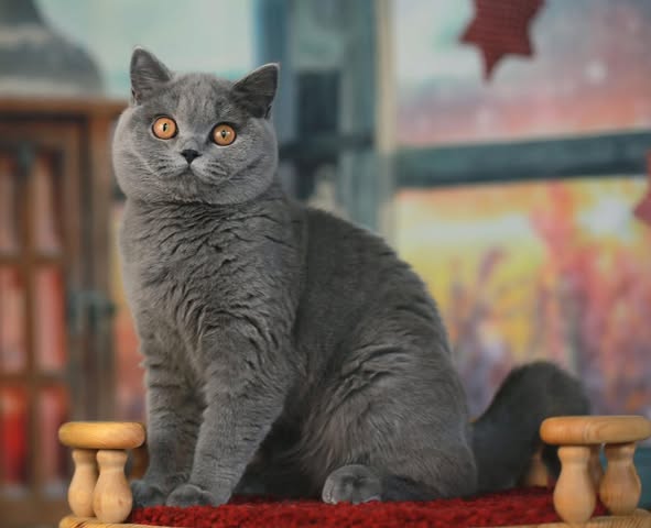 British Shorthair – HIMYP Cats and Supplies